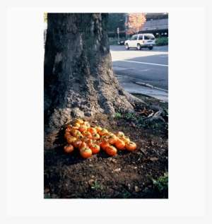 Fruits - Persimmon Cross Section PNG Image | Transparent PNG Free ...