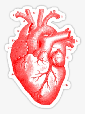 Jpg Library Stock Information Is Beautiful Pinterest - Human Heart PNG ...