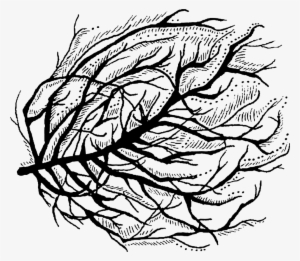 Tumbleweed Drawing At Getdrawings - Line Art PNG Image | Transparent ...