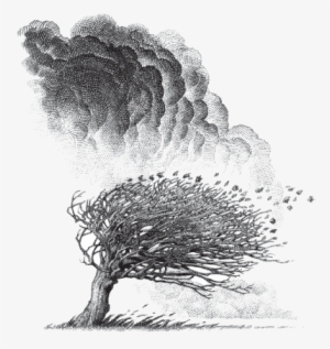 Picture - Tree Sketch Png PNG Image | Transparent PNG Free Download on ...