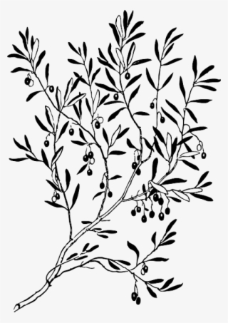 Olive Tree Trees - Olive Tree Cad Block PNG Image | Transparent PNG ...