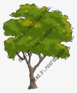 Tree Elevation Png - Acacia Tree Cad Block PNG Image | Transparent PNG ...