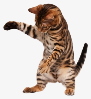 Jumping Cat Png For Kids - Cat Playing Images Png PNG Image ...