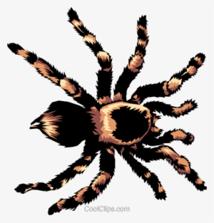 Tarantula Royalty Free Vector Clip Art Illustration - Tarantula Clipart ...