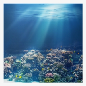 Sea Or Ocean Underwater Coral Reef Poster - Imagenes De Pantalla Del ...