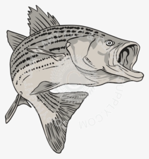 Striper Fishing Hook - Fishing PNG Image | Transparent PNG Free ...