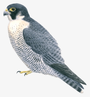 Peregrine Falcon Png Photo - Peregrine Falcon No Background PNG Image ...