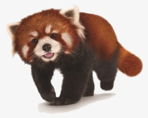 Red Panda Png Red Panda Sorta Chibi By Pyxelle Art - Red Panda ...