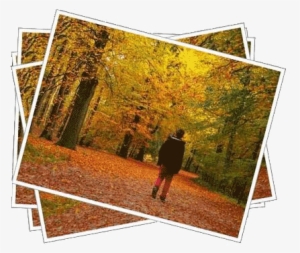Polaroid - Autumn PNG Image | Transparent PNG Free Download on SeekPNG