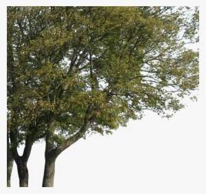 Trees - Group Of Trees Png PNG Image | Transparent PNG Free Download on ...