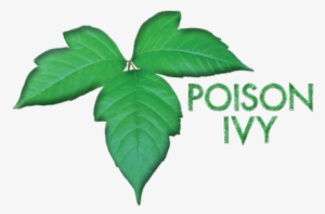 So Sam Got Squeezed In At The Doctor, Wound Up With - Poison Ivy PNG ...