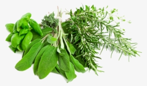 Medicinal Plants - Herbs Png PNG Image | Transparent PNG Free Download ...