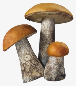 Mushroom Png Image - Mushroom PNG Image | Transparent PNG Free Download ...
