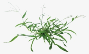 Garden Weed Png PNG Image | Transparent PNG Free Download on SeekPNG