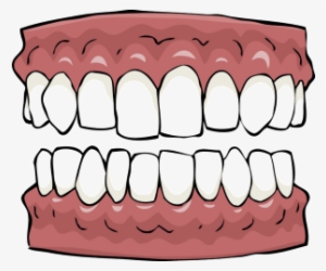 Clip Art Cartoon False Teeth PNG Image | Transparent PNG Free Download ...