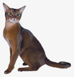 Realistic Cat Clip Art PNG Image | Transparent PNG Free Download on SeekPNG