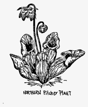 Big Image - Pitcher Plant Black And White PNG Image | Transparent PNG ...