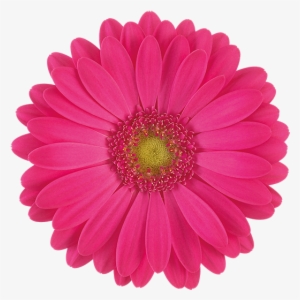 Florist Holland - Gerberas Png PNG Image | Transparent PNG Free ...
