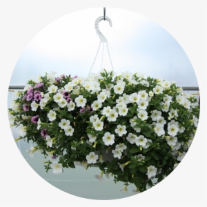 Transparent Hanging Basket Png PNG Image | Transparent PNG Free ...