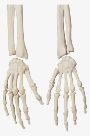 Skeleton Png - Human Body Organs PNG Image | Transparent PNG Free ...