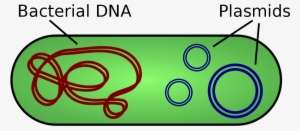 Plasmid Definition Biology PNG Image | Transparent PNG Free Download on ...