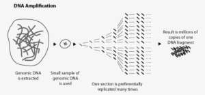 The Polymerase Chain Reaction Uses Very Short Pieces - Process Of Dna ...