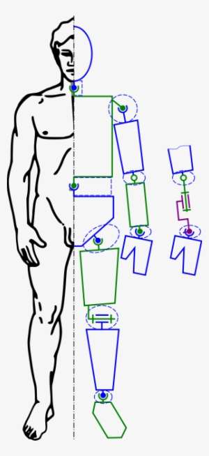 A Model Of The Human Skeleton As A Kinematic Chain - Kinematic Chain ...