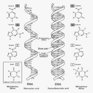 Dna And Rna Labeled PNG Image | Transparent PNG Free Download on SeekPNG