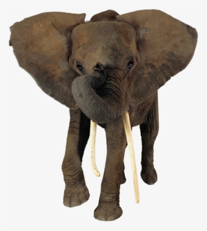 Free Png Elephant Png Images Transparent - African Elephant No ...