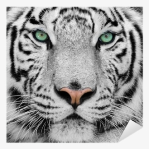 White Tigers 2014 Wall Calendar PNG Image | Transparent PNG Free ...