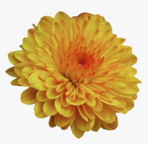 Transparent Png Free Download - Mum Flower Transparent PNG Image ...