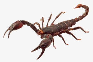 Scorpion By Handtoeknee - Sub Zero Sprite Sheet PNG Image | Transparent ...