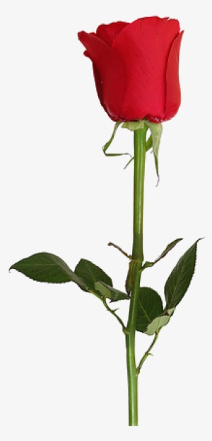 Three Individual Background Images - Rose Without A Background PNG ...