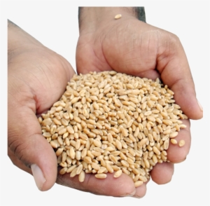 Seed In Hand Png PNG Image | Transparent PNG Free Download on SeekPNG