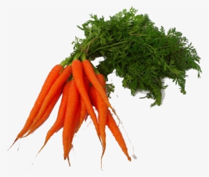 Carrot Vegetable - - Wortel Vector Hitam Putih PNG Image | Transparent ...