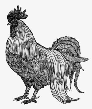 201606 04 Chicken - Chicken Drawing Png PNG Image | Transparent PNG ...