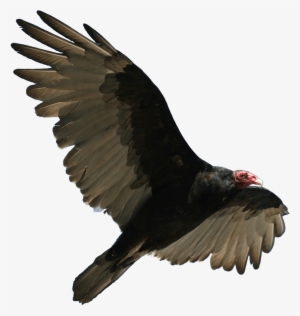 Turkey Vulture Flying Png - Turkey Vulture No Background PNG Image ...