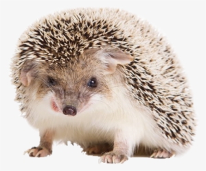 Download Hedgehog Png Transparent Images Transparent - Hedgehog White ...