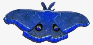 Click And Drag To Re-position The Image, If Desired - Red Moth PNG ...