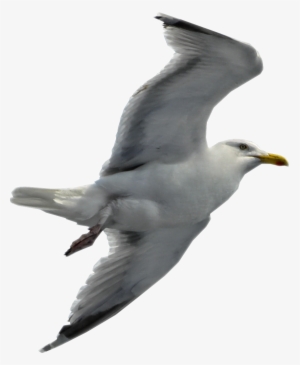 Seagull Flying No Background PNG Image | Transparent PNG Free Download ...
