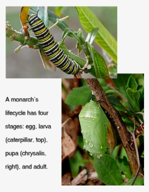 Monarch Caterpillar Clip Art