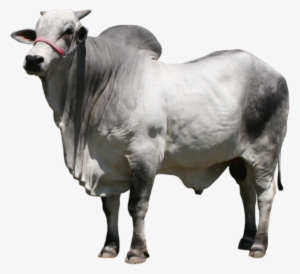 Ox Png PNG Image | Transparent PNG Free Download on SeekPNG