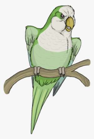 Png Black And White Library Quaker Parrot By Cockatoo - Quaker Parrot ...