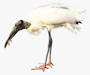 Bird Clip Art Picture Freeuse Download - Ibis PNG Image | Transparent ...