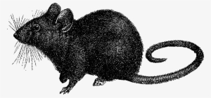 The - Plague Cross On Door PNG Image | Transparent PNG Free Download on ...