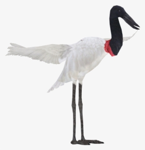 Jabiru - Zt2 Download Library Stork PNG Image | Transparent PNG Free ...
