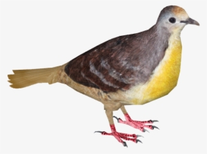 Cinnamon Ground Dove - Stock Dove PNG Image | Transparent PNG Free ...