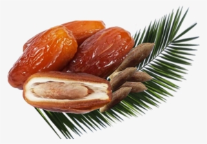 Date And Date Seed With Date Leaf Image - Fruits Grown In Namibia PNG ...