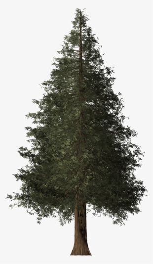 Redwood - Tree PNG Image | Transparent PNG Free Download on SeekPNG