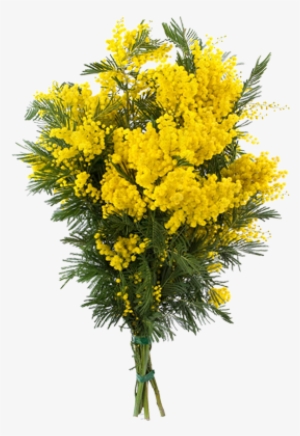 Mimosa - Mimosa Flower Png PNG Image | Transparent PNG Free Download on ...